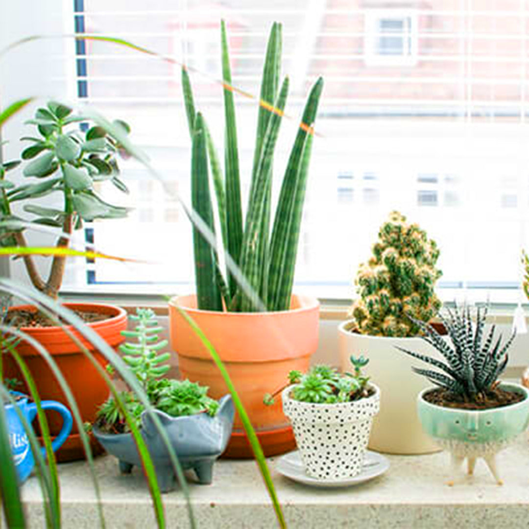 GAF Creations| Indoor & Outdoor Plants Delivery in Dubai, UAE| Flowers ...