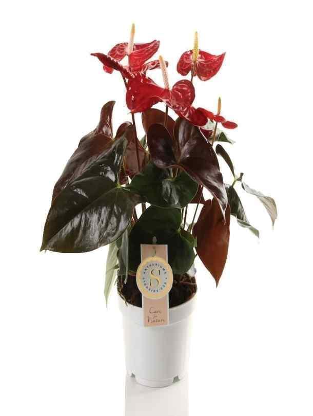 Anthurium - Coral Champion | Indoor & Outdoor Plants in Dubai, UAE ...