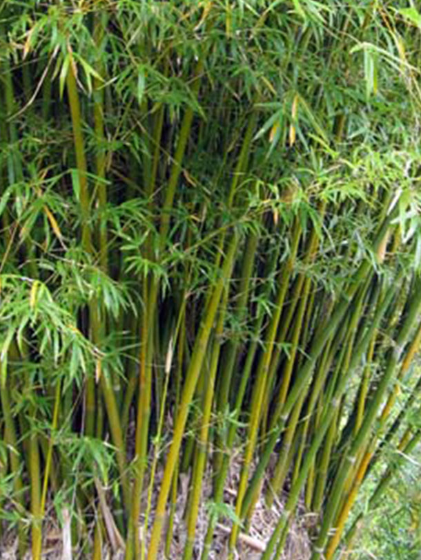 Bambusa “Chinese Dwarf Bamboo” Indoor & Outdoor Plants in Dubai, UAE ...