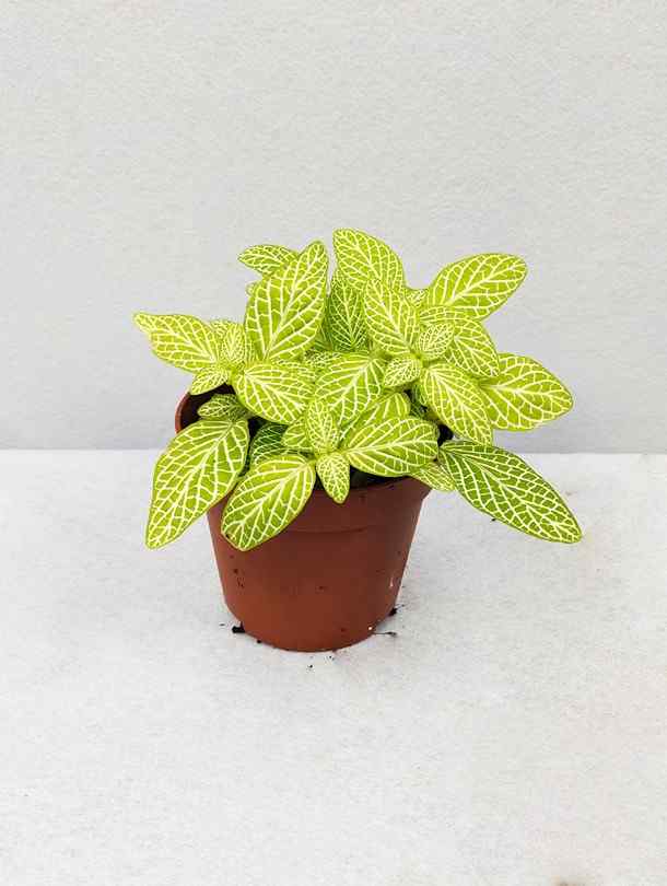 Nerve Plant (Fittonia) - Lime Green | Indoor & Outdoor Plants in Dubai ...
