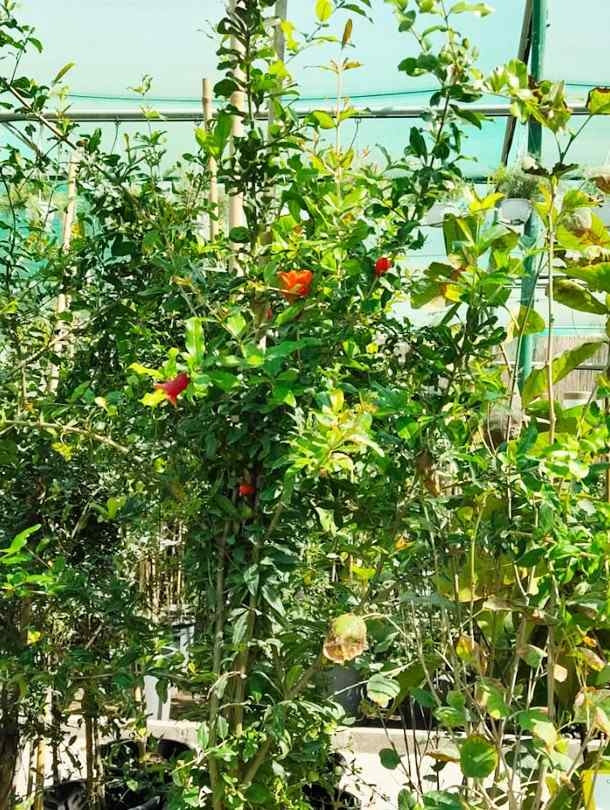 Pomegranate Tree | Indoor & Outdoor Plants Delivery in Dubai, UAE ...