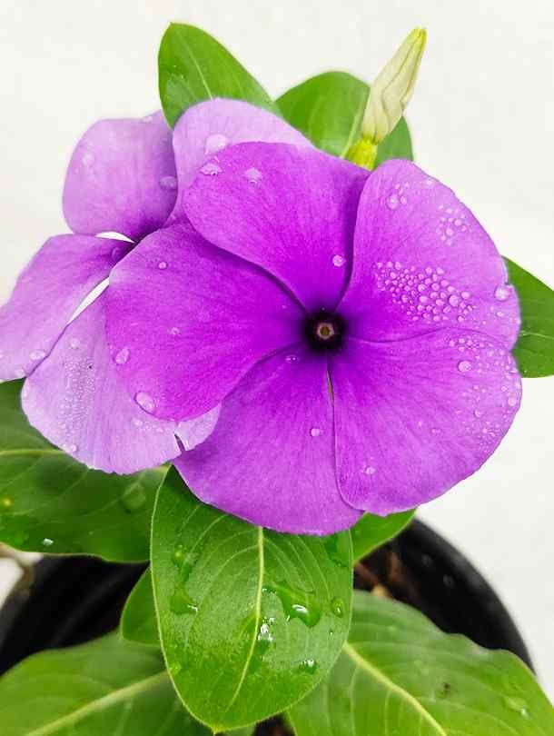 Vinca - Violet | Indoor &Outdoor Plants | Flower Delivery in Dubai,UAE ...