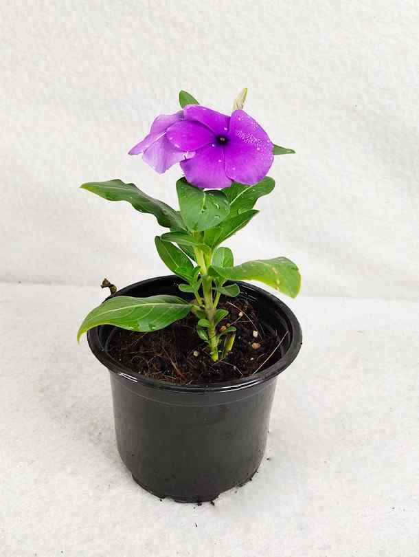 Vinca - Violet | Indoor &Outdoor Plants | Flower Delivery in Dubai,UAE ...
