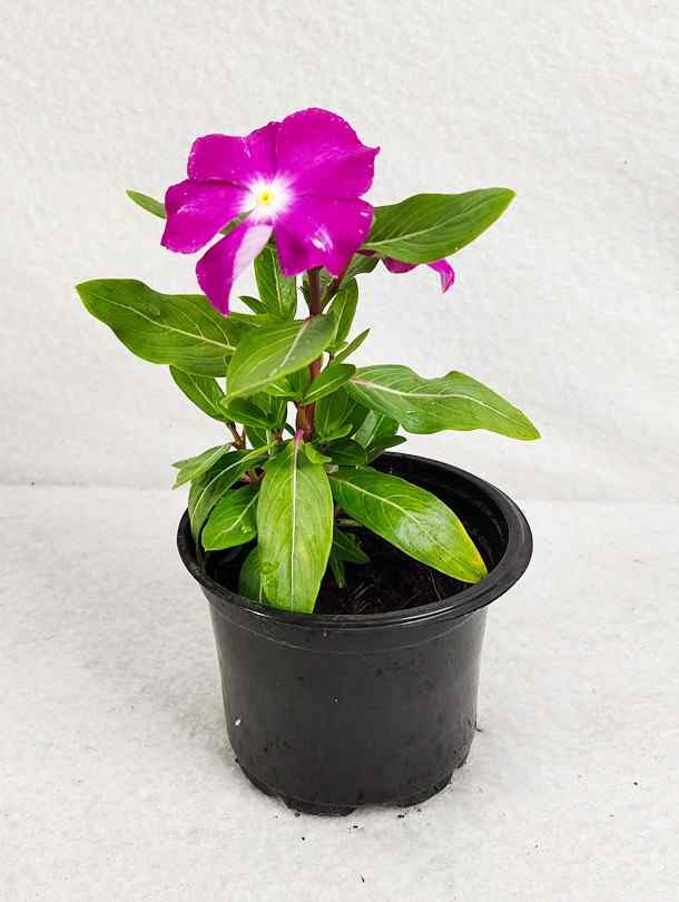 Vinca Flowers In Pots | Best Flower Site