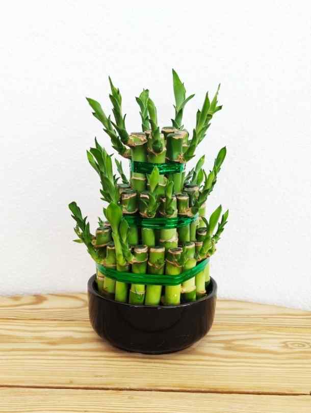 Lucky Bamboo - 3Step | Indoor & Outdoor Plants Delivery in Dubai, UAE ...