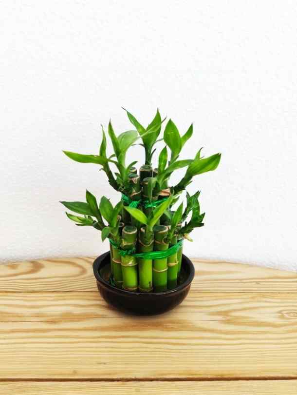Lucky Bamboo - 2Step | Indoor & Outdoor Plants Delivery in Dubai, UAE ...