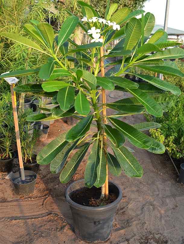 Plumeria Plants Plumeria Mabela: Landcraft Environments
