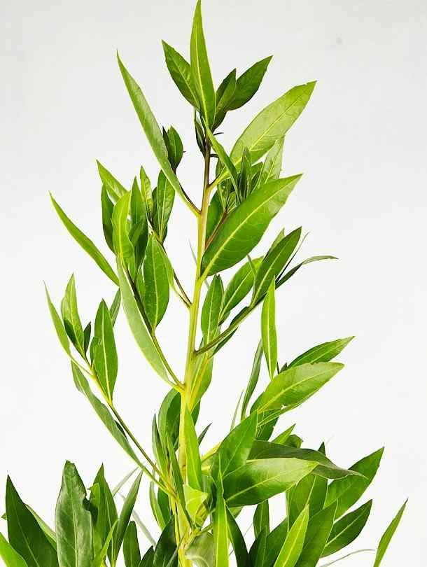 Conocarpus | Indoor & Outdoor Plants | Flower Delivery in Dubai, UAE ...