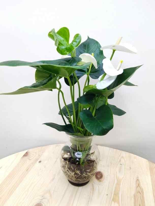 Hydro Anthurium - White | Indoor &Outdoor Plants Delivery in Dubai,UAE ...