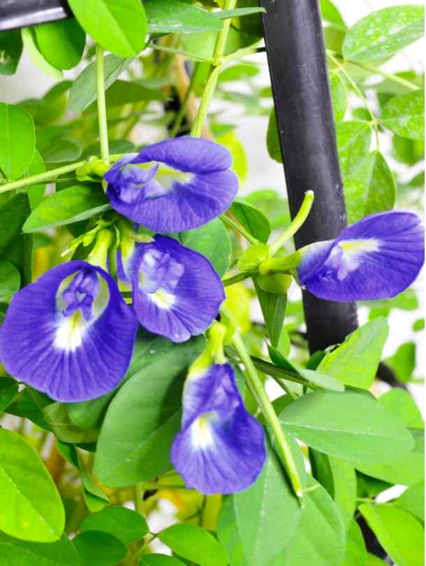Morning Gloria - Butterfly Pea | Indoor & Outdoor Plants in Dubai, UAE ...