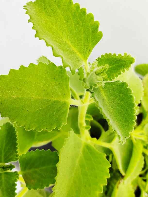 Cuban Oregano (Indian Borage) | Indoor & Outdoor Plants in Dubai, UAE ...