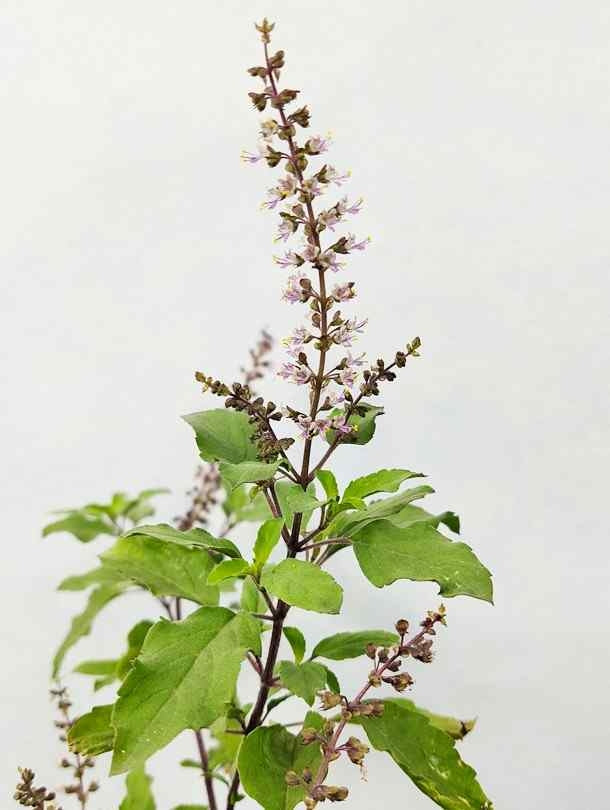 Tulsi- Ocimum tenuiflorum | Indoor & Outdoor Plants in Dubai, UAE ...