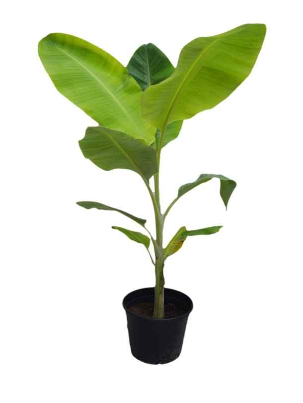 Banana | Indoor & Outdoor Plants | Flower Delivery in Dubai, UAE ...