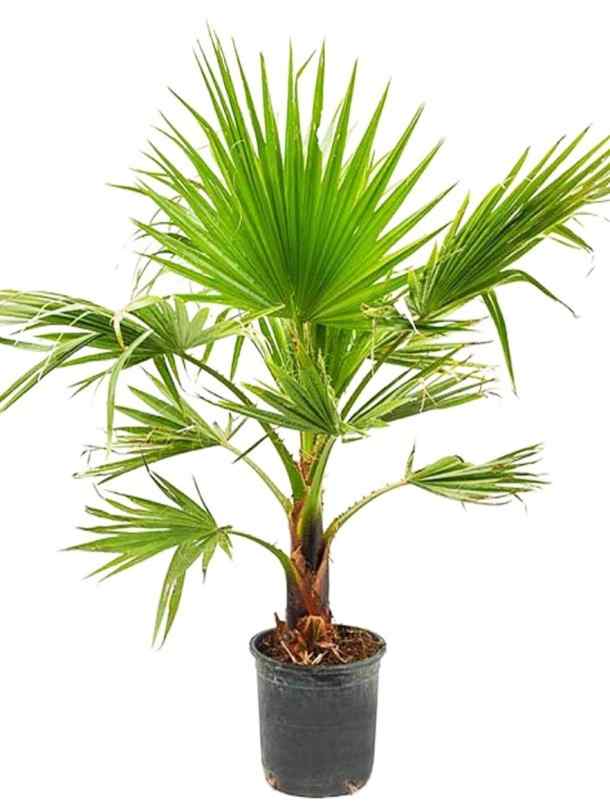 Washingtonia Robusta | Indoor & Outdoor Plants Delivery in Dubai, UAE ...