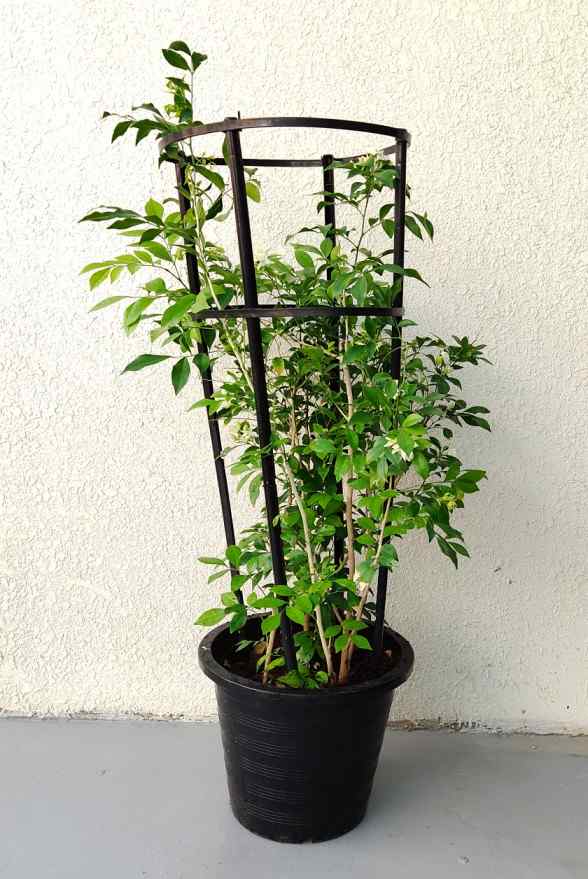 Jasmine Murraya | Indoor & Outdoor Plants Delivery in Dubai, UAE ...