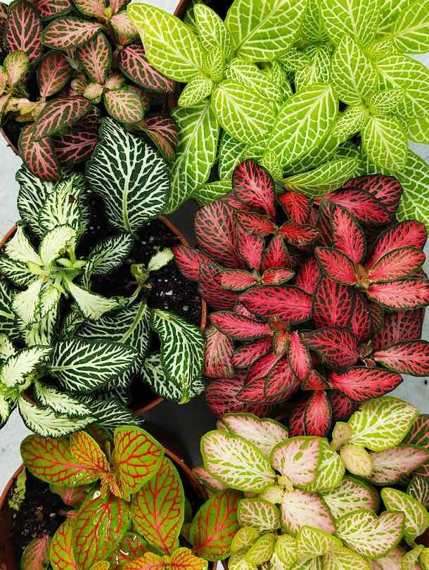 Nerve Plant (Fittonia) - Mix of 6 | Indoor Plants Delivery Dubai, UAE ...