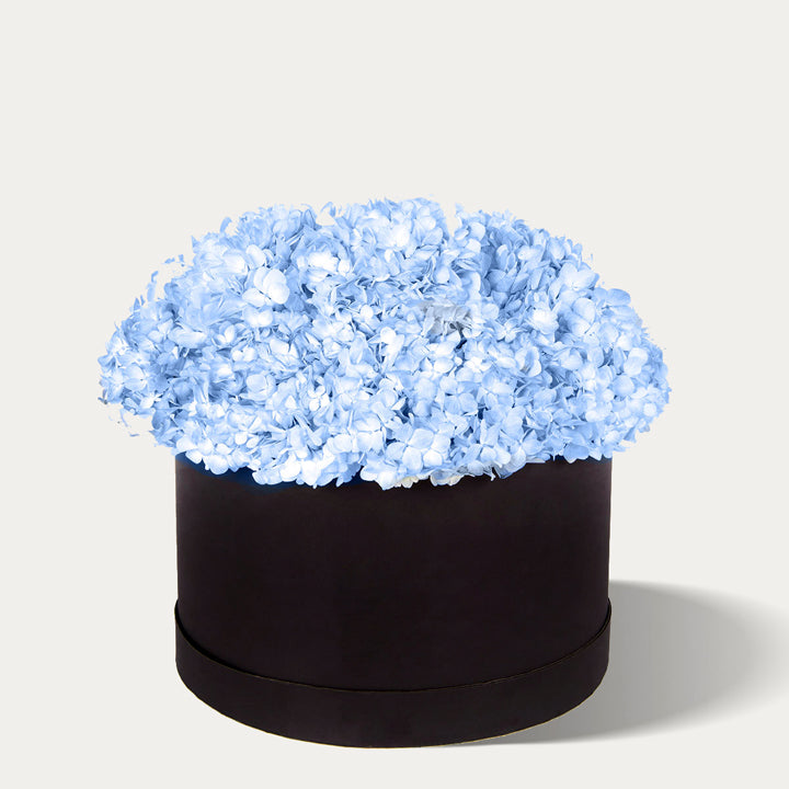 Blue Hydrangea Box | Fresh flower | Plants Delivery in Dubai, UAE ...
