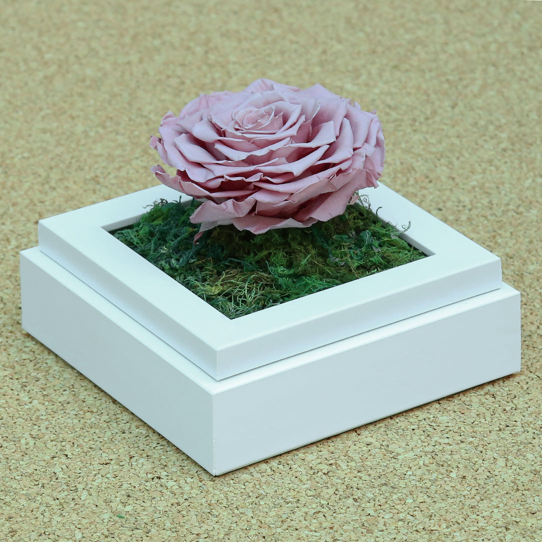 Single luxury Preserved Rose box – Green Art Factory
